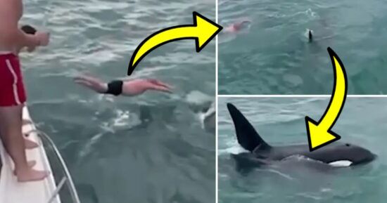 Belly-Flopping Moron Startled Orca With Its Calf, Pays The Price