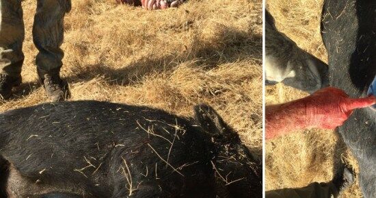 PHOTOS: They Thought It Was A Normal Feral Pig Until They Cut It Open